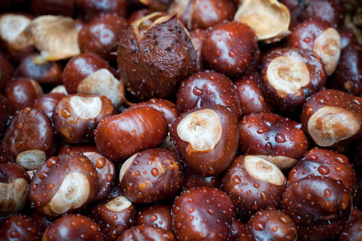 Can You Freeze Water Chestnuts? – Freezing Guide