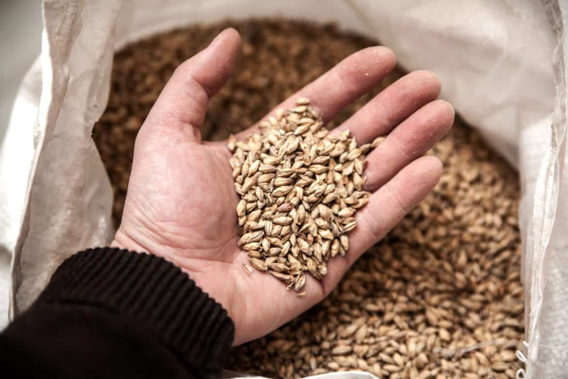 Malted Wheat Vs Flaked Wheat – What’s The Difference?