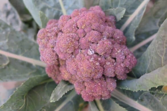 What Is Purple Broccoli? – The Ultimate Guide