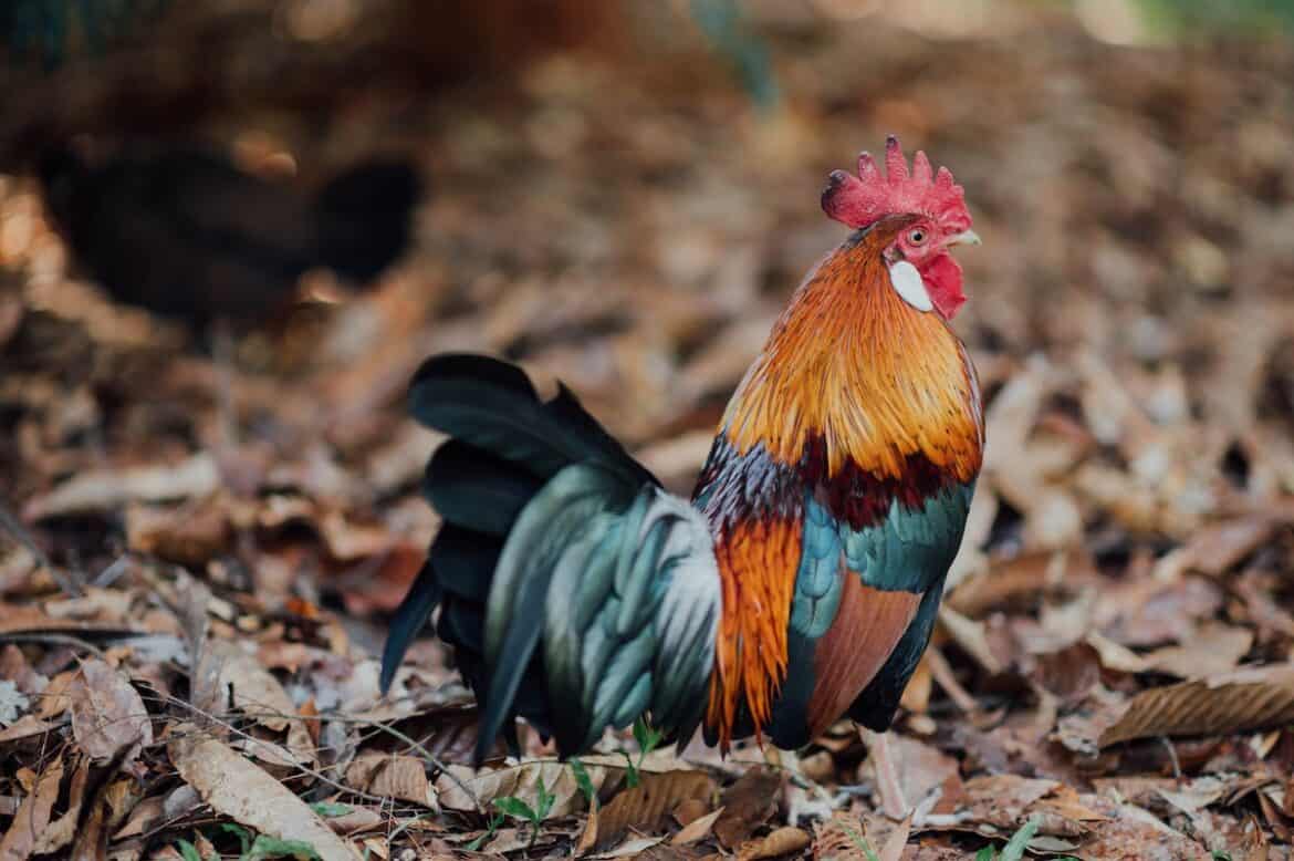 Can You Eat A Rooster? – Everything You Should Know