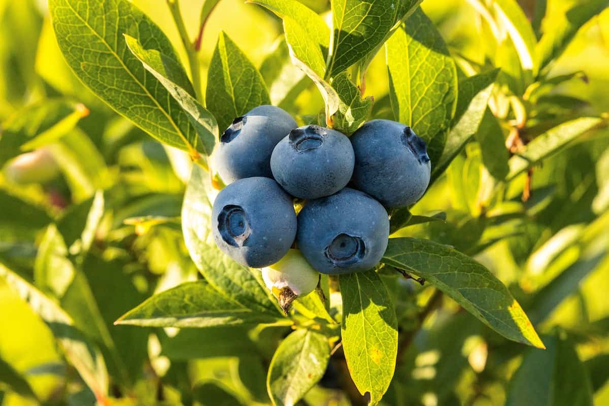 7 Berries That Look Like Blueberries Foods Guy