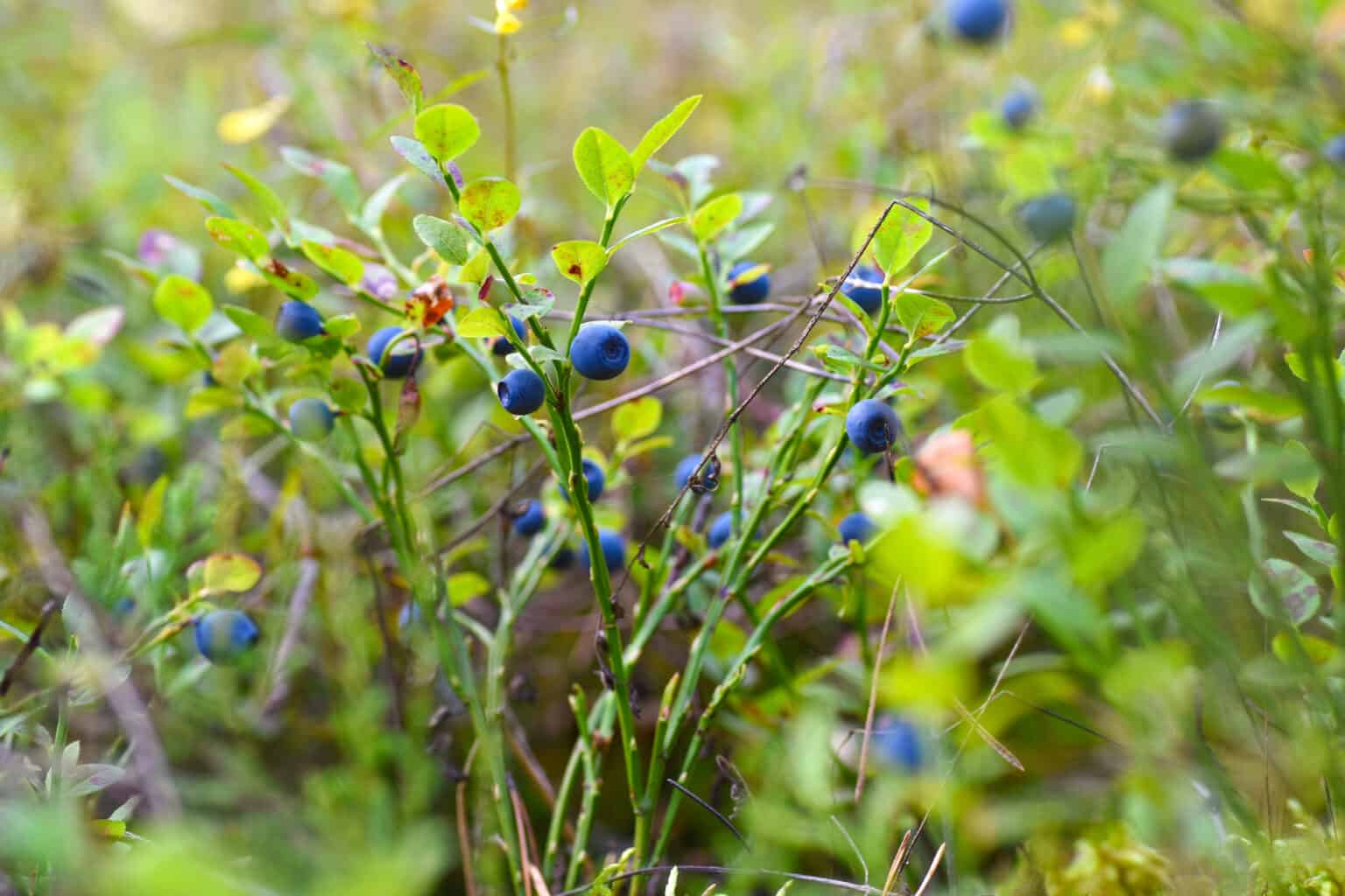 What Does Huckleberry Taste Like?
