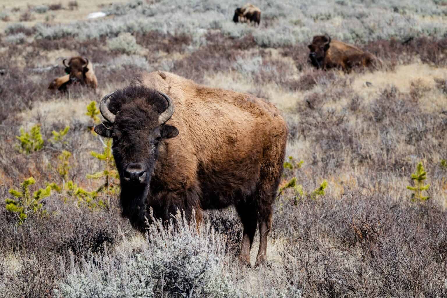 What Does Buffalo Taste Like?