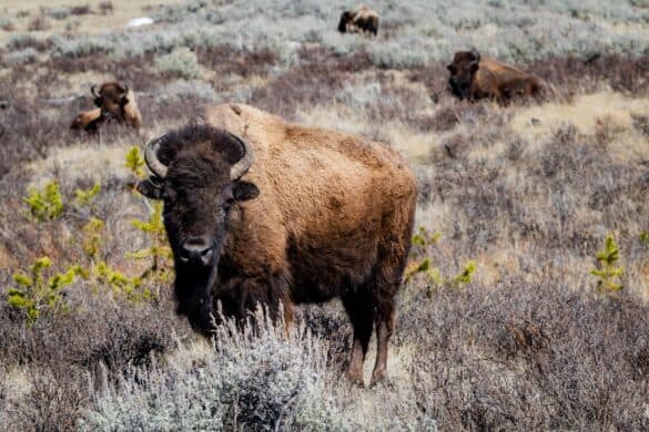What Does Buffalo Taste Like?