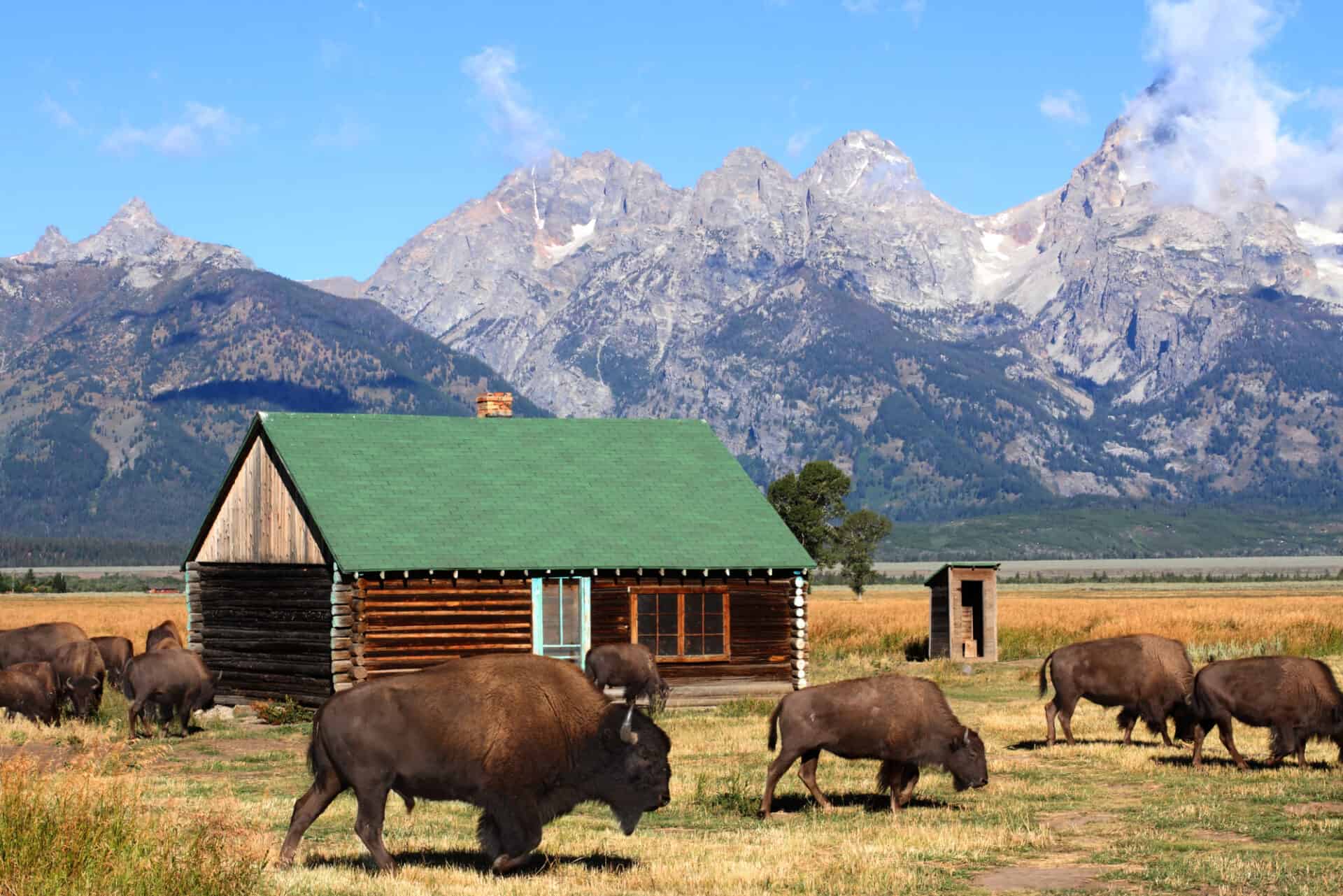 What Does Buffalo Taste Like?
