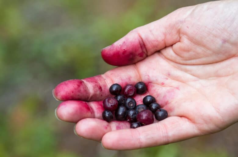 What Does Huckleberry Taste Like?