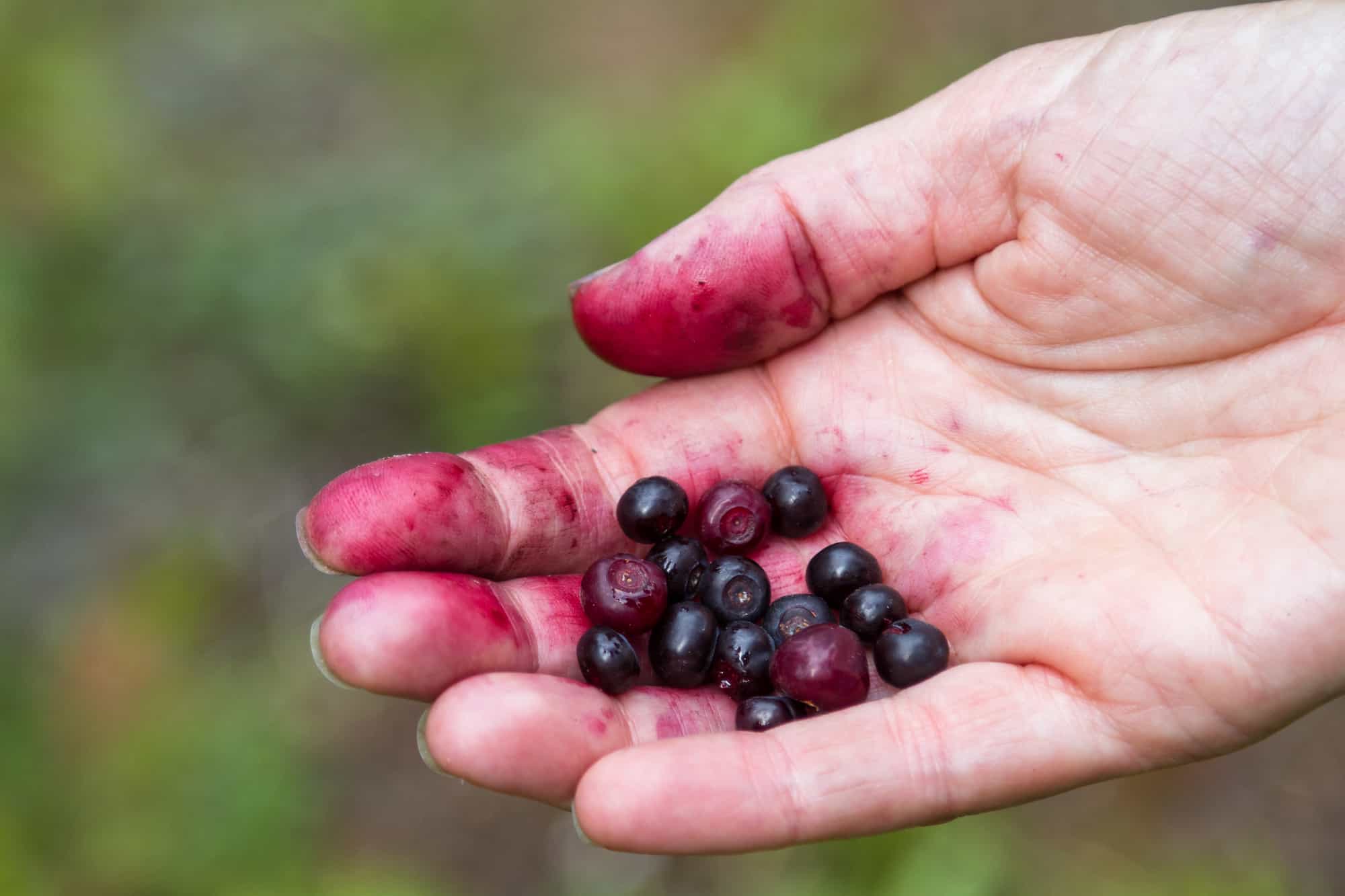 What Does Huckleberry Taste Like?