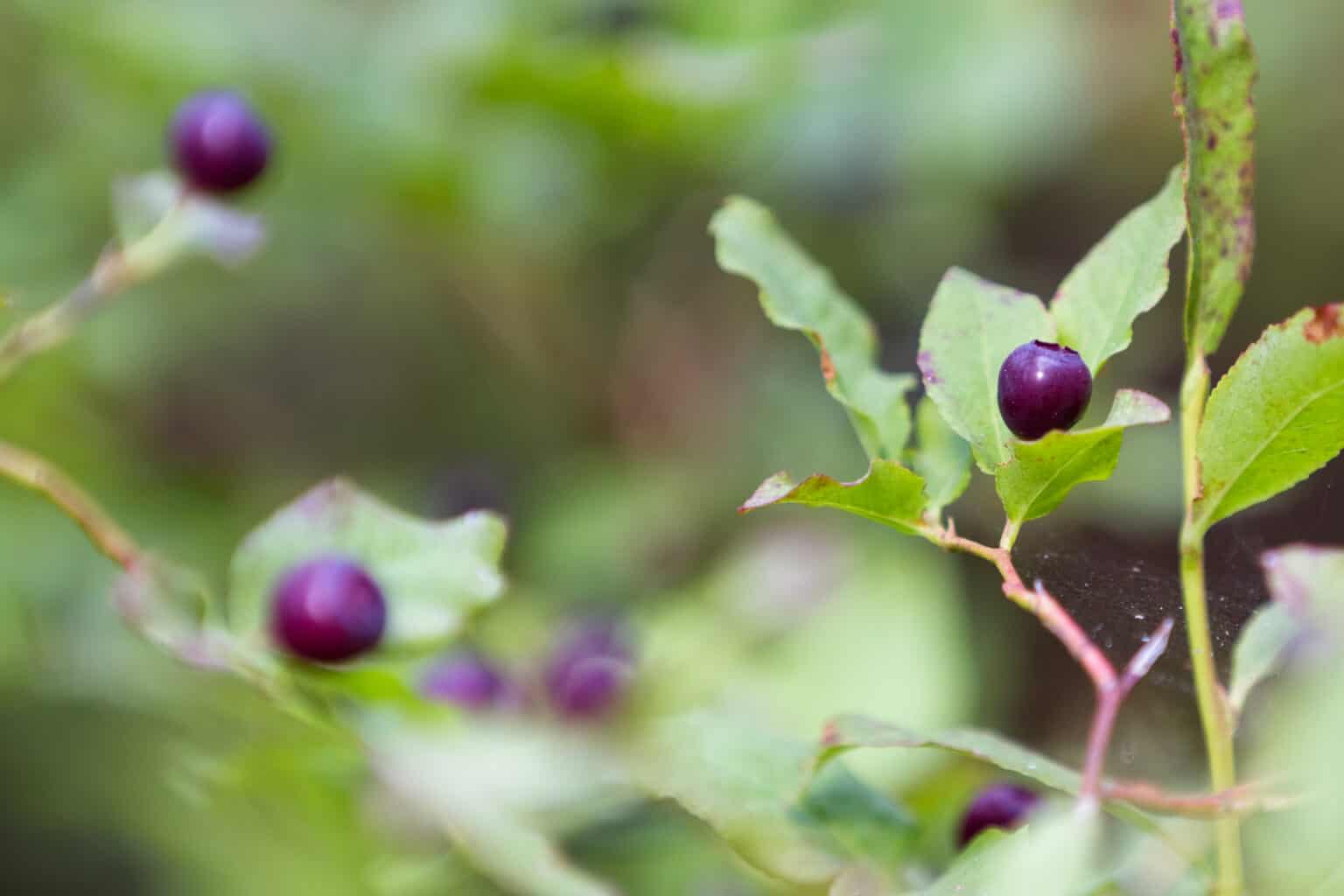 What Does Huckleberry Taste Like?