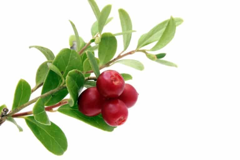 What Does Huckleberry Taste Like?