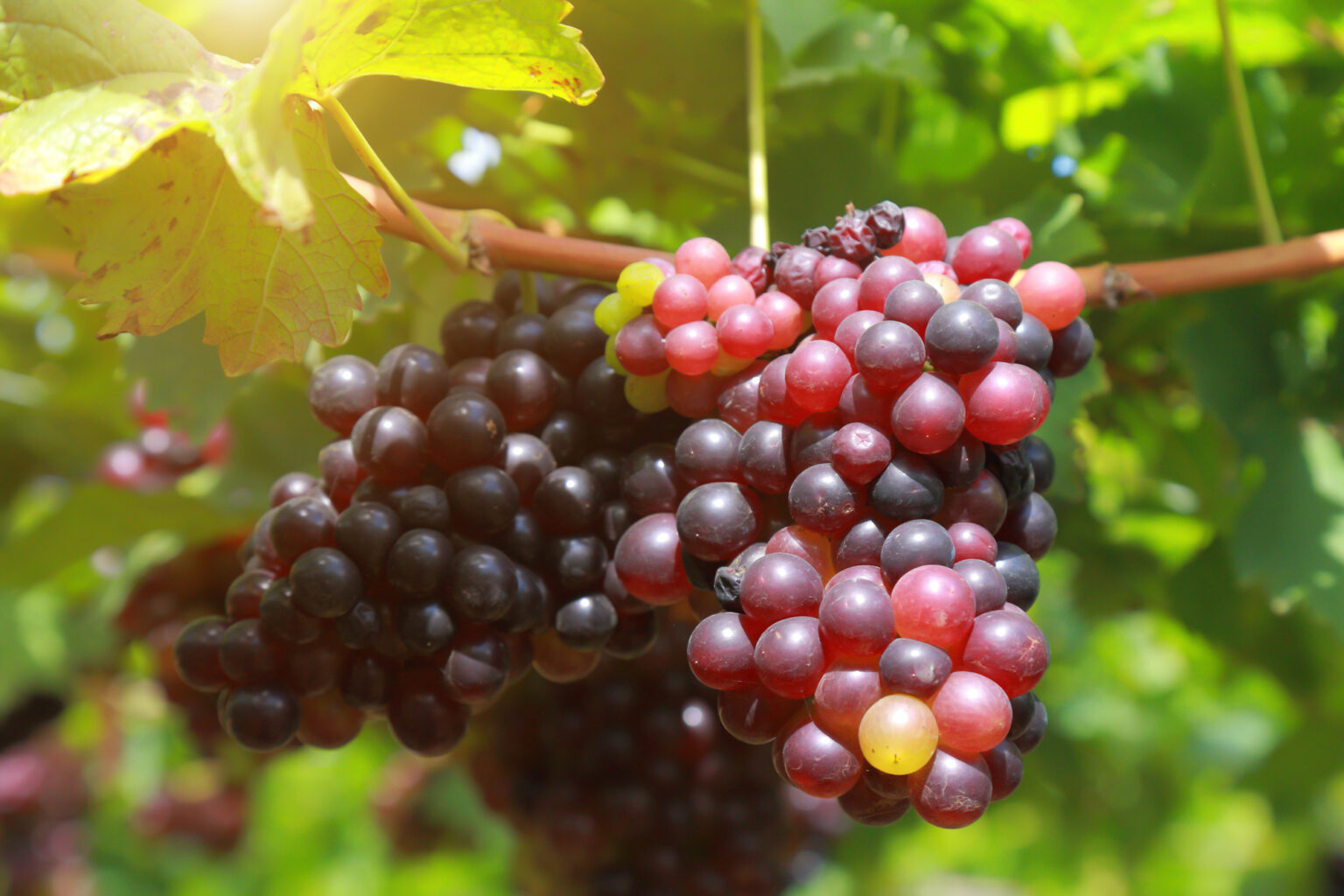 Cabernet Vs Shiraz — What’s The Difference?