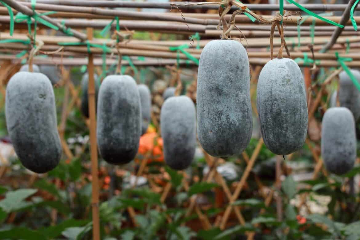 What Does Winter Melon Taste Like?