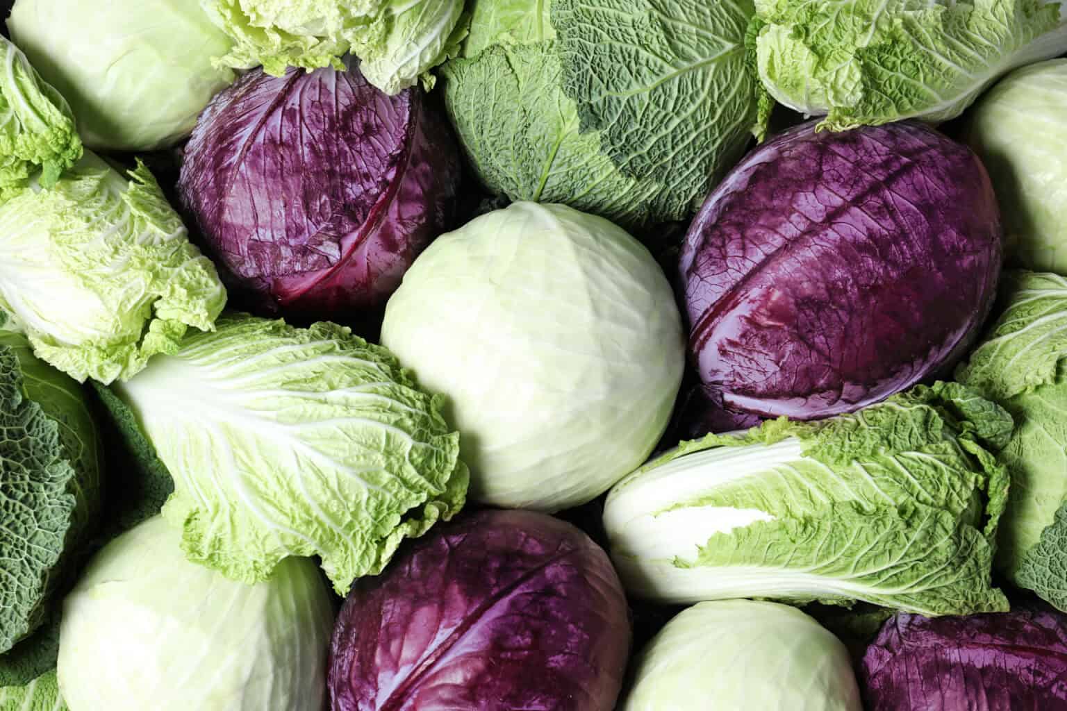Best Cabbage for Kimchi (Complete Guide)
