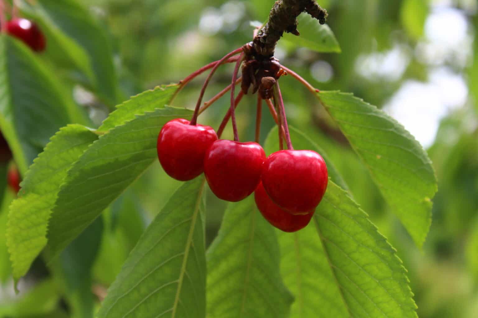 Are There Seedless Cherries? – Everything You Want to Know