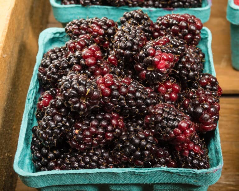 9 Berries That Look Like Blackberries