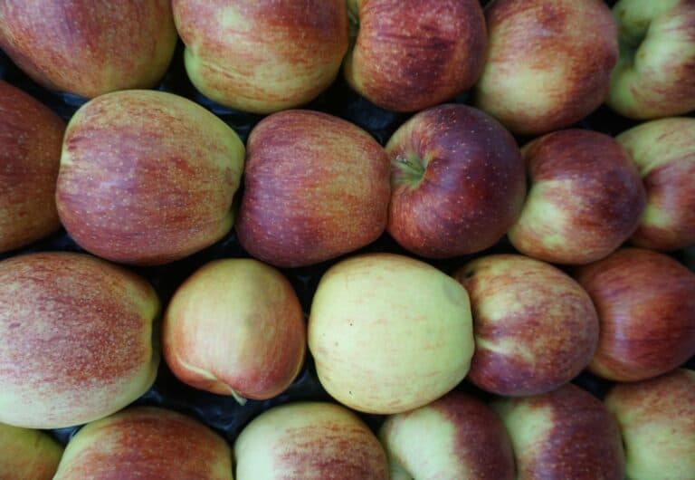 Bitter Apples – Everything You Need to Know