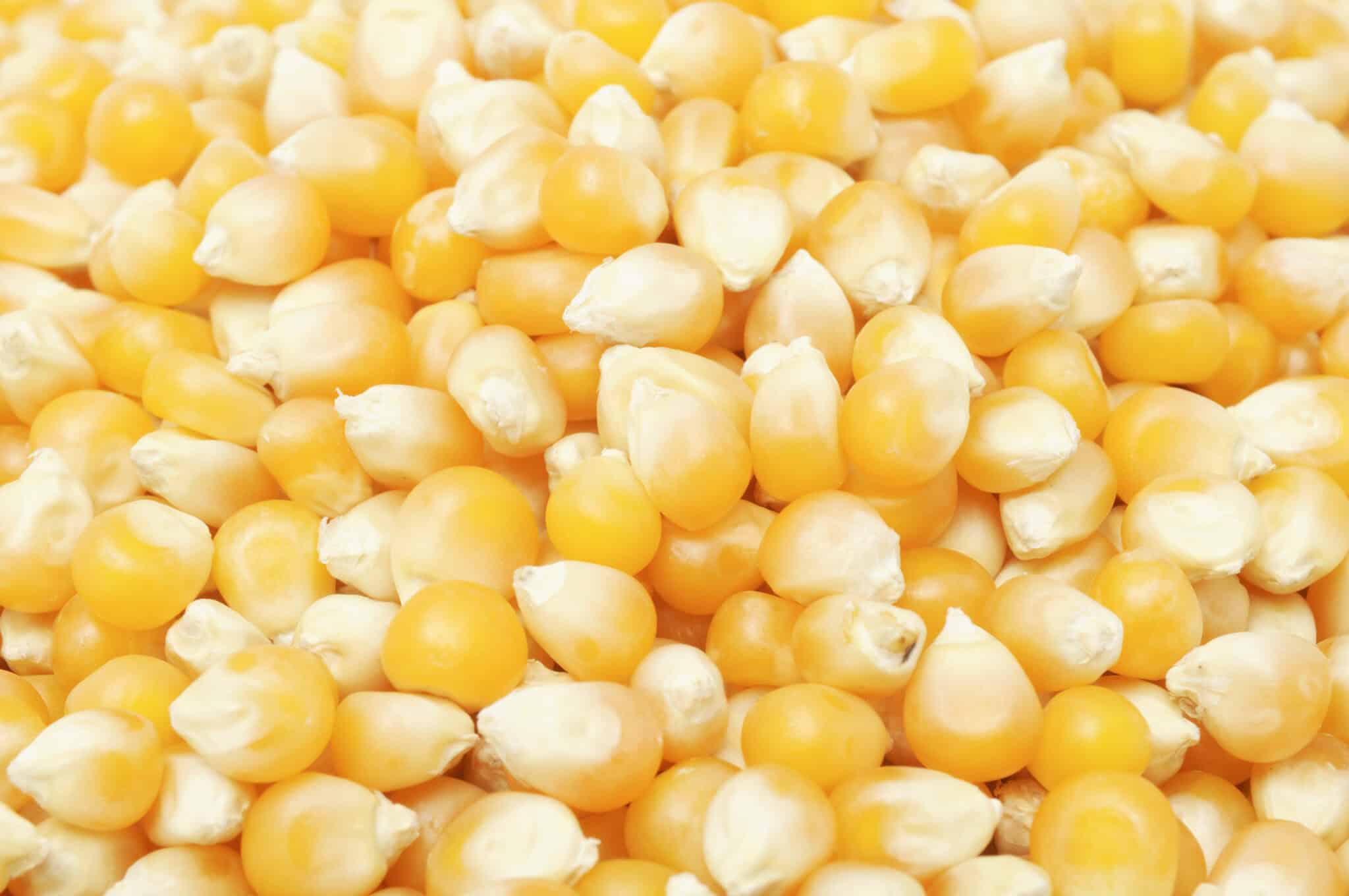 How to Make Corn Flour From Cornmeal